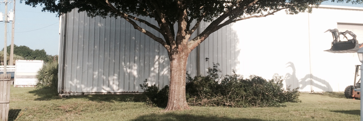 Tree Evaluation - Crosson & Payne Tree & Land Service