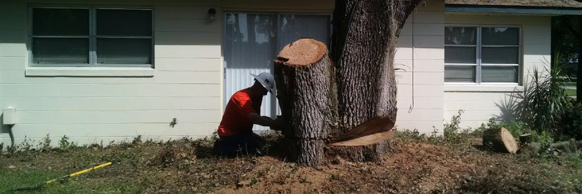 Tree Removal - Crosson & Payne Tree & Land Service